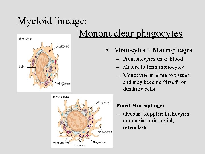 Cells of the Immune System Lymphoid lineage Central