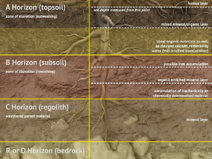 Soil Characteristi cs Regolith The layer of rock