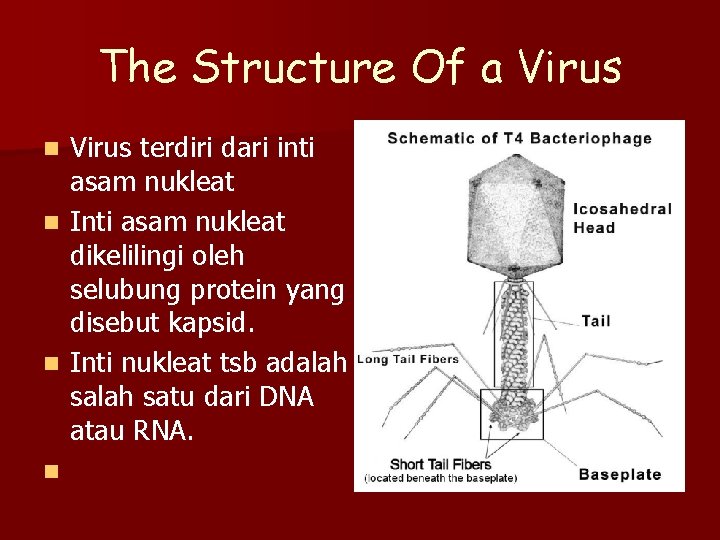 Viruses Bacteria tutorial Biology X Presentation by syamsul