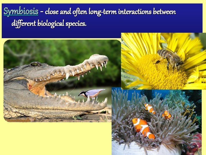 ECOLOGY Ecology Ecology The study of the interactions