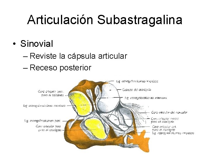 Articulacin del tobillo Talocrural Articulacin del Tobillo Tipo