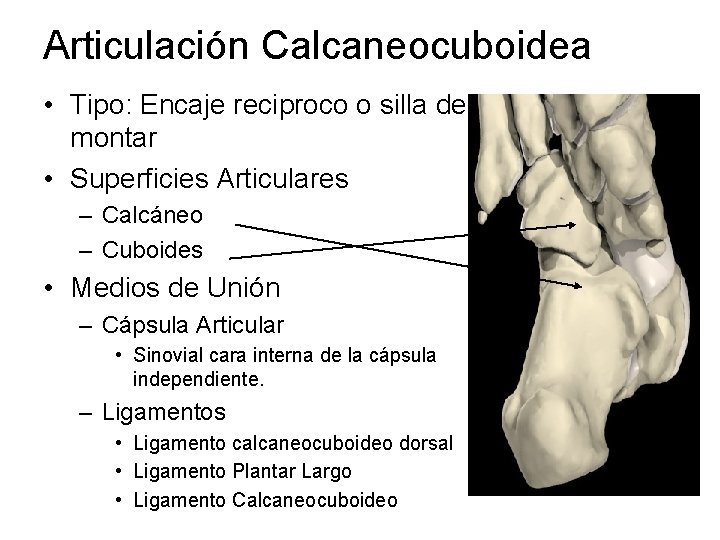 Articulacin del tobillo Talocrural Articulacin del Tobillo Tipo