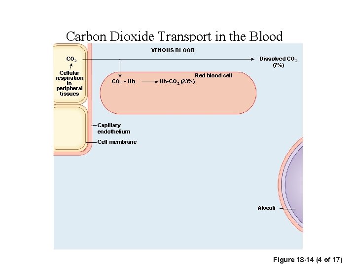 Carbon Dioxide Transport Carbon dioxide is transported in