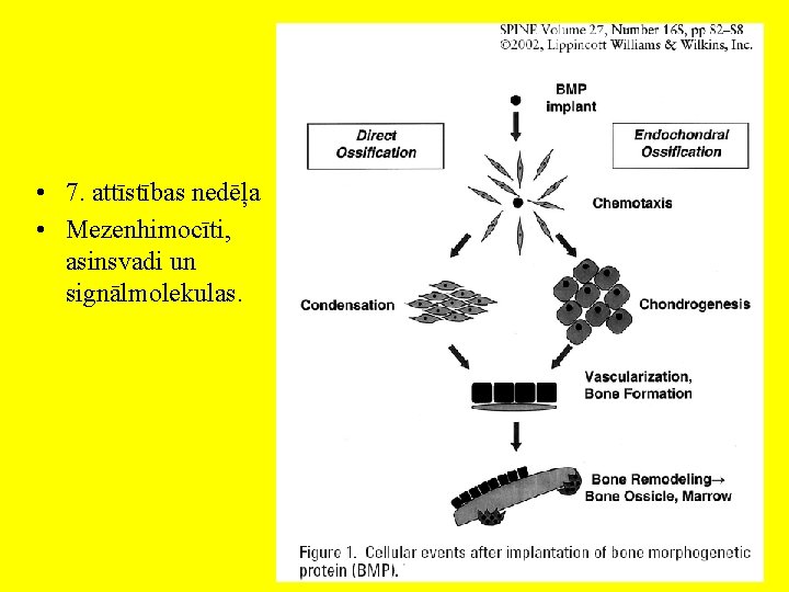 8 tma Osteoenze Intramembranl osteoenze Endohondrl osteoenze Epifze