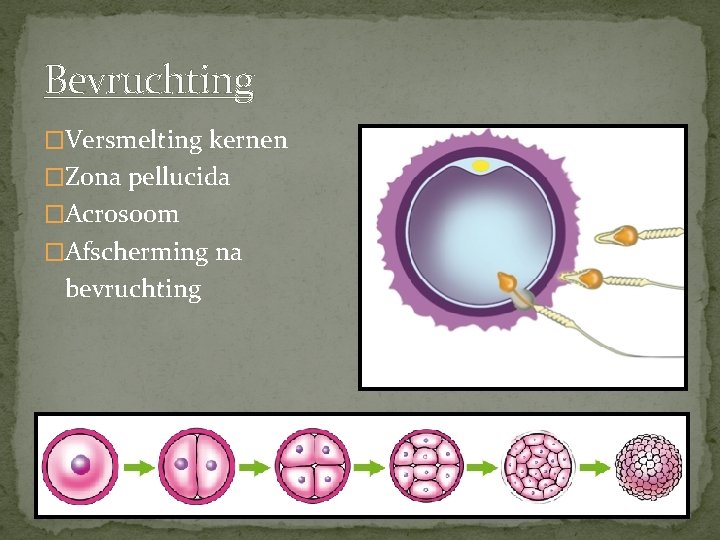 Voortplanting en ontwikkeling Thema 2 Inleiding Belangrijkste onderwerpen