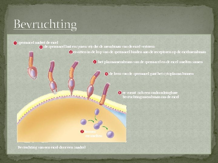 Voortplanting en ontwikkeling Thema 2 Inleiding Belangrijkste onderwerpen