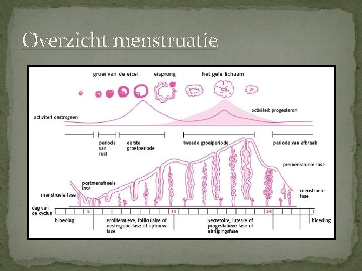 Voortplanting en ontwikkeling Thema 2 Inleiding Belangrijkste onderwerpen