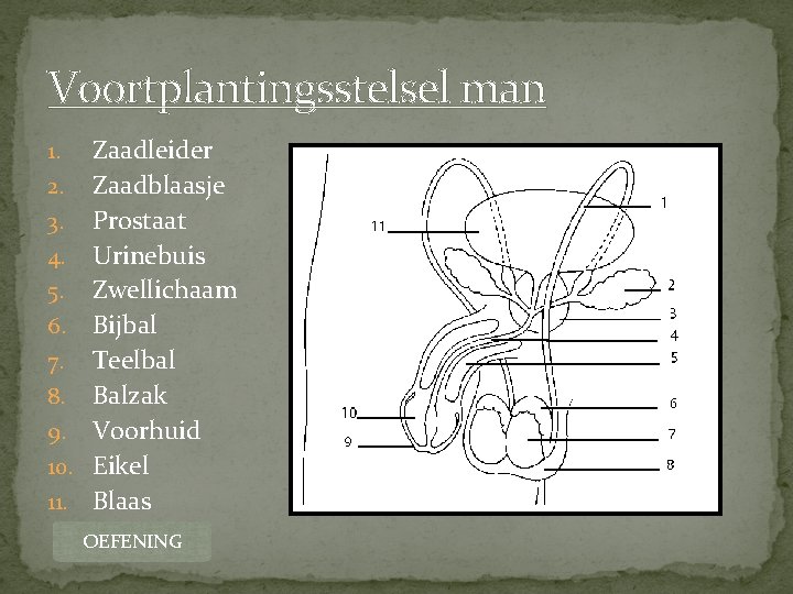 Voortplanting en ontwikkeling Thema 2 Inleiding Belangrijkste onderwerpen