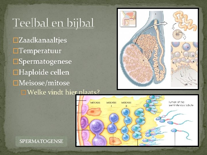 Voortplanting en ontwikkeling Thema 2 Inleiding Belangrijkste onderwerpen