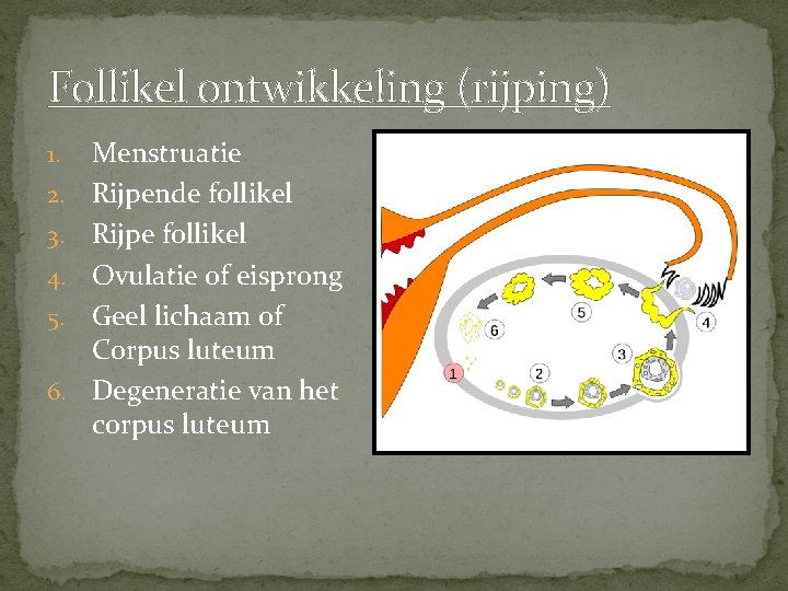 Voortplanting en ontwikkeling Thema 2 Inleiding Belangrijkste onderwerpen