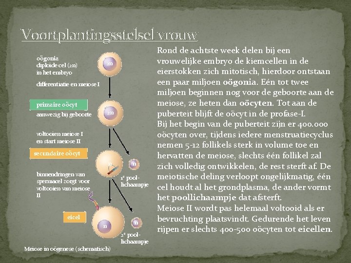 Voortplanting En Ontwikkeling Thema 2 Inleiding Belangrijkste Onderwerpen