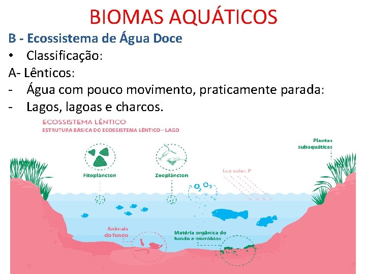 BIOMAS AQUTICOS BIOMAS MUNDIAIS BIOMAS AQUTICOS Existem trs