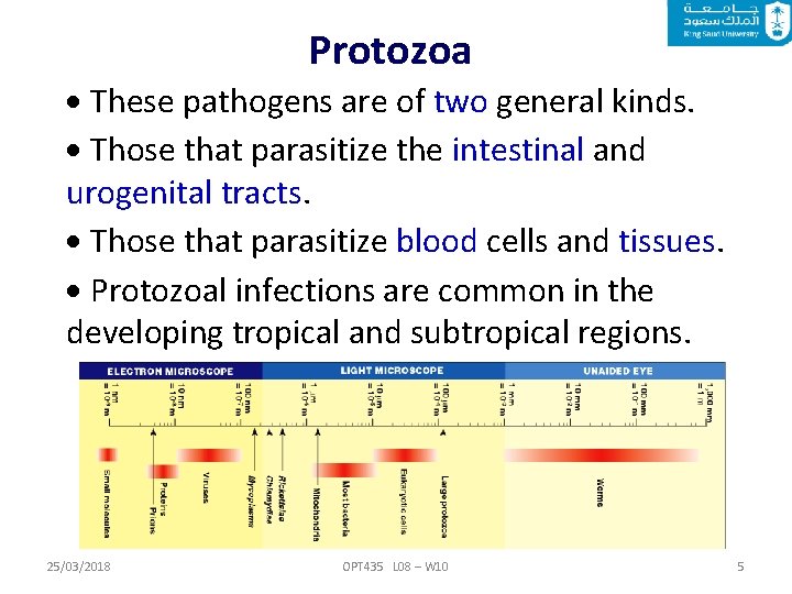 OPTO 435 Microbiology II Gamal ElHiti Protozoa Lecture