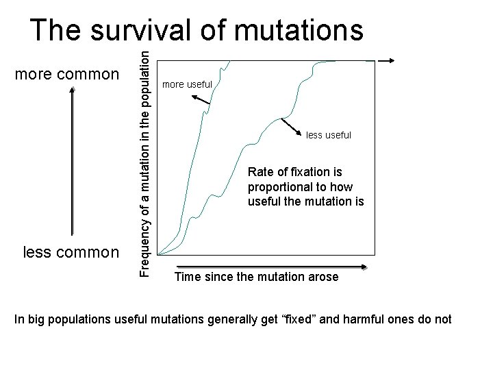 Sequence Evolution What are mutations and what do