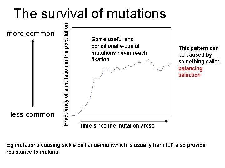 Sequence Evolution What are mutations and what do