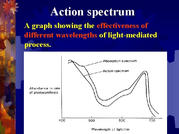 Paper Chromatography 1 Green leaves are ground up