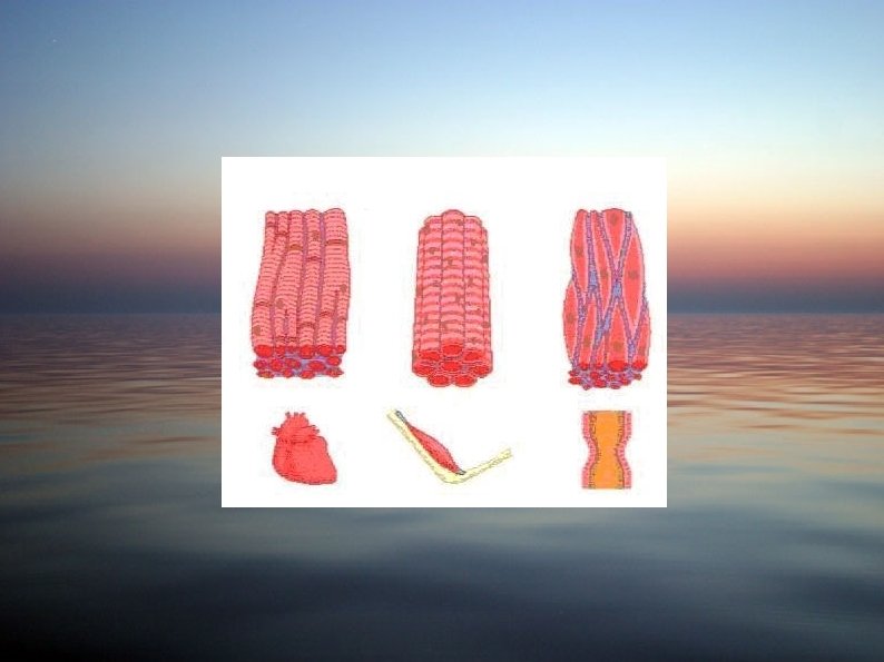 Muskler Mnniskan behver skelett senor och muskler fr