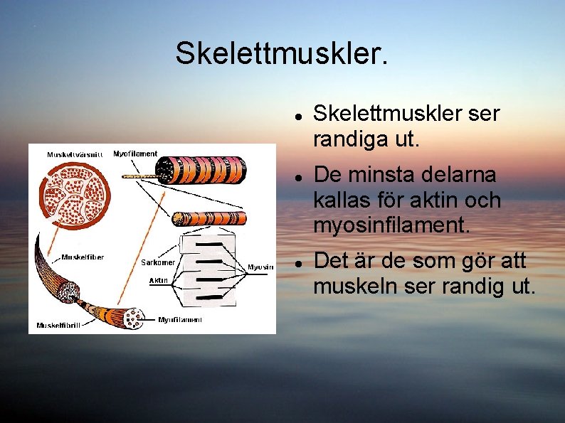 Muskler Mnniskan behver skelett senor och muskler fr