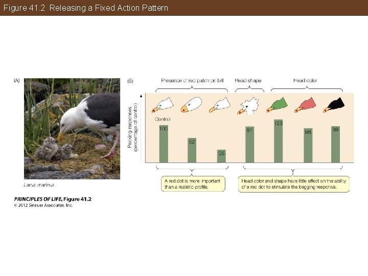 Chapter 41 Opener Concept 41 1 Behavior Has