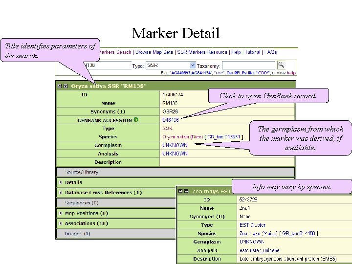 Gramene v 26 Welcome to the Markers Database