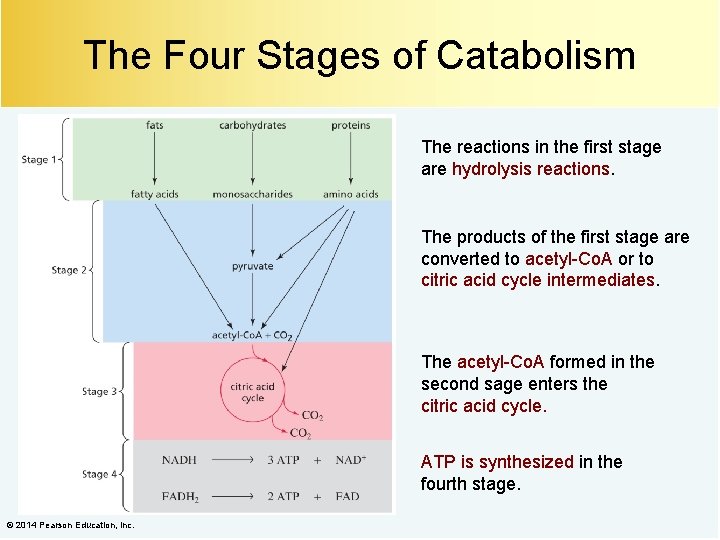 Chapter 25 The Organic Chemistry of the Metabolic