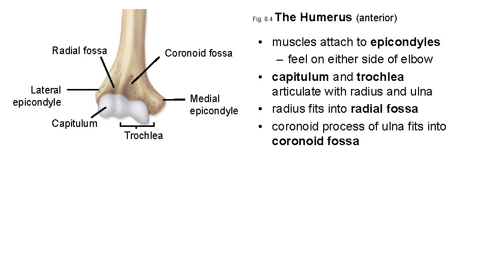 Chapter 8 Appendicular Skeleton 1 Fig 8 1