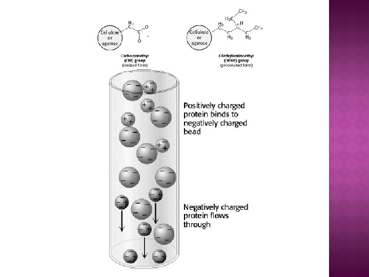 Inventada Mikhail Tswett 1900 para separar distintos pigmentos
