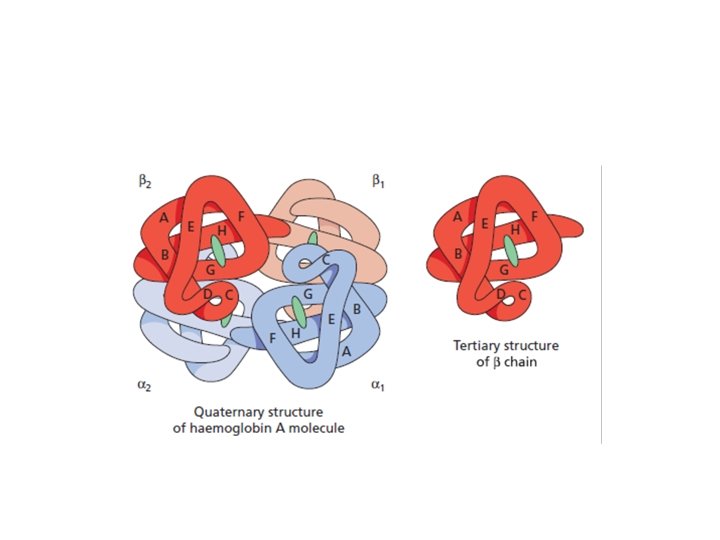 Introduction THE HAEMOGLOBIN MOLECULE Human haemoglobin is formed