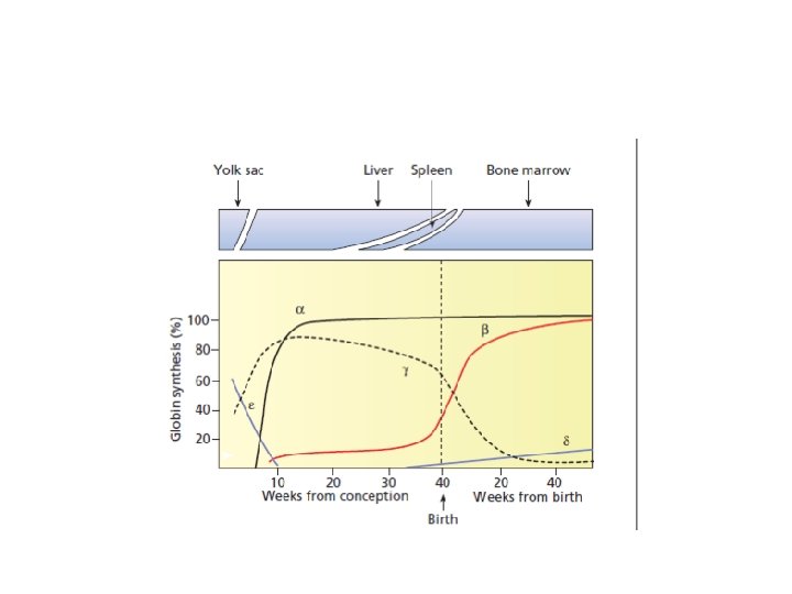 Introduction THE HAEMOGLOBIN MOLECULE Human haemoglobin is formed