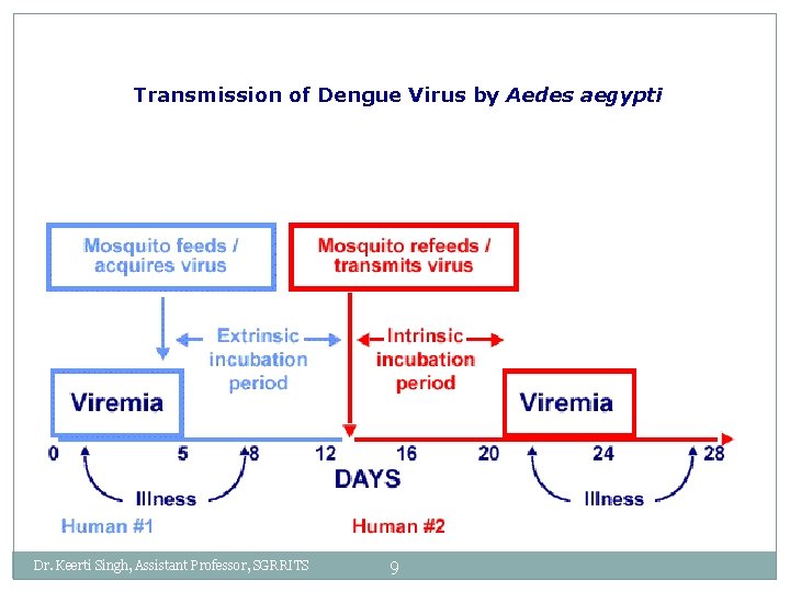 Dengue DR KEERTI SINGH ASSISTANT PROFESSOR SGRRITS Dengue