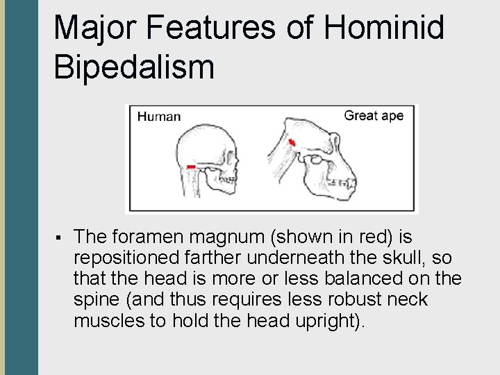 Chapter 10 Paleoanthropology Reconstructing Early Hominid Behavior and