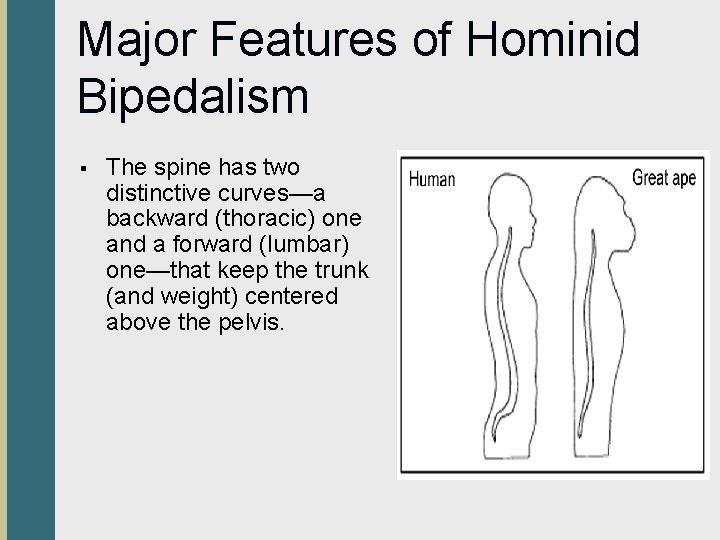 Chapter 10 Paleoanthropology Reconstructing Early Hominid Behavior and