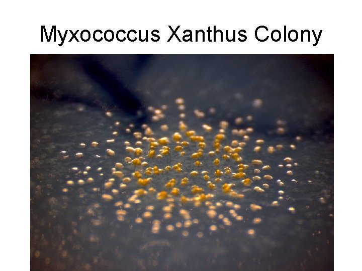 Honors Biology Module 2 Kingdom Monera Part 2