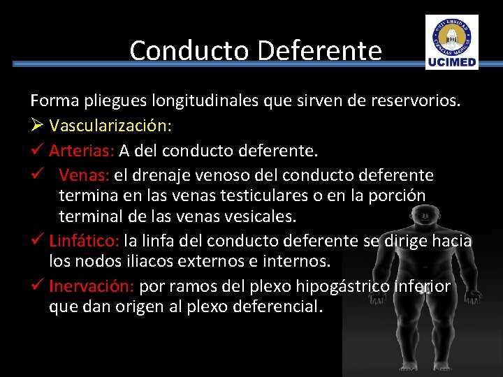 Sistema Reproductor Masculino UNIVERSIDAD DE LAS CIENCIAS MEDICAS