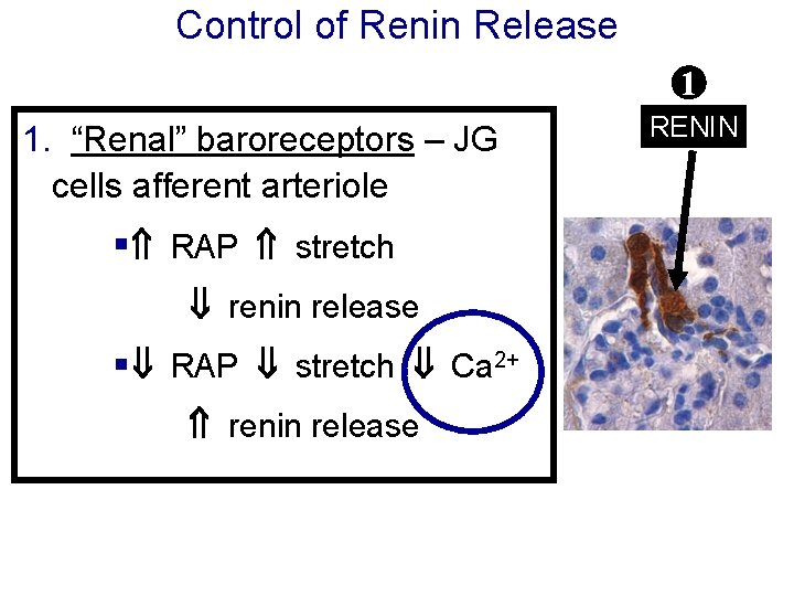 Renal Renin Angiotensin System Lisa M HarrisonBernard Ph