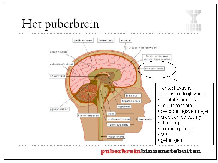 http www puberbrein nl Frontaalkwab is verantwoordelijk voor