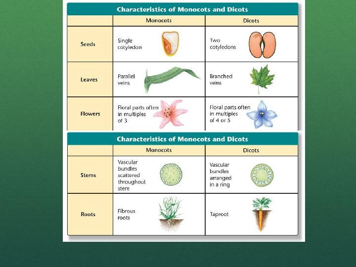 Plants Multicellular eukaryotes Cell walls made of cellulose