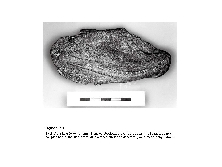 Figure 16 1 Early jawless fishes a Sacabambaspis