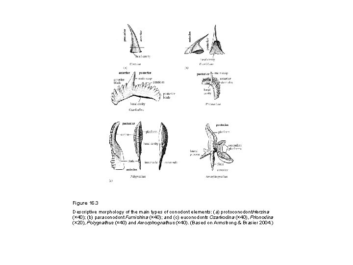 Figure 16 1 Early jawless fishes a Sacabambaspis