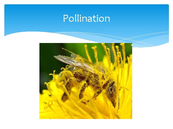 Why Should We Care About Plants Why Should