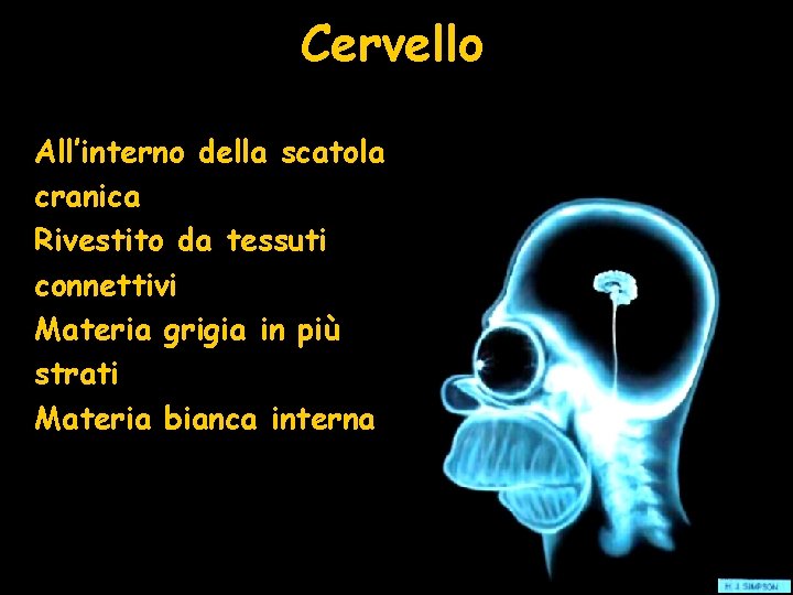 Sistema Nervoso Centrale Cervello midollo spinale e glia