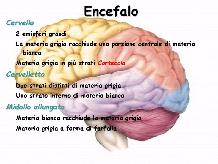 Sistema Nervoso Centrale Cervello midollo spinale e glia