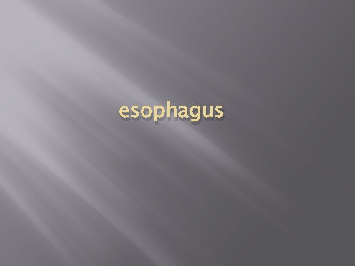 esophagus Surgical anatomy The esophagus is muscular tube
