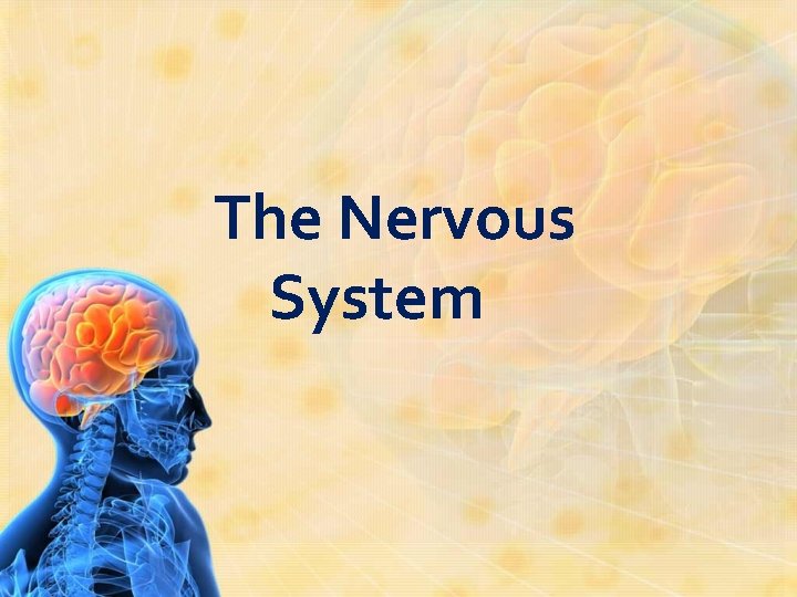The Nervous System Characteristics of life All organisms