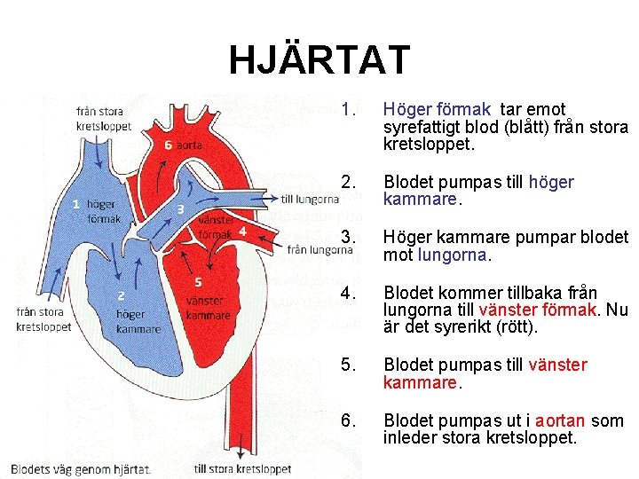 ANDNING Sid 242 244 SYRETS VG Kroppen behver