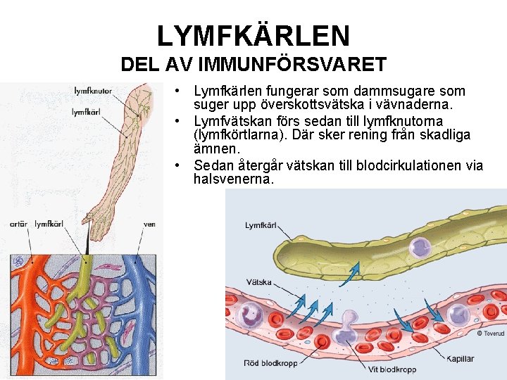 ANDNING Sid 242 244 SYRETS VG Kroppen behver