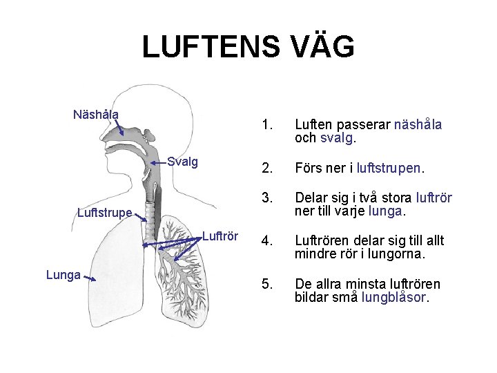 ANDNING Sid 242 244 SYRETS VG Kroppen behver