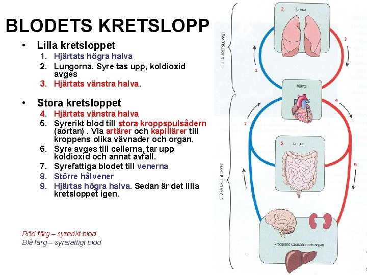 ANDNING Sid 242 244 SYRETS VG Kroppen behver