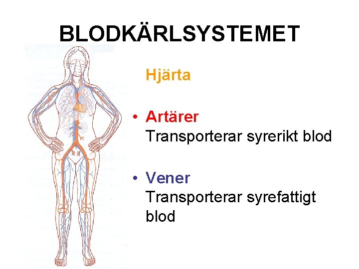 ANDNING Sid 242 244 SYRETS VG Kroppen behver