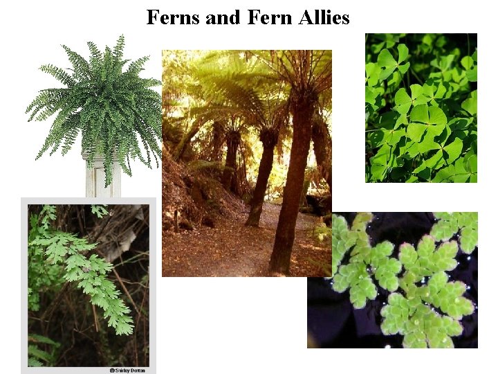 Ferns and Fern Allies Ferns and Fern Allies